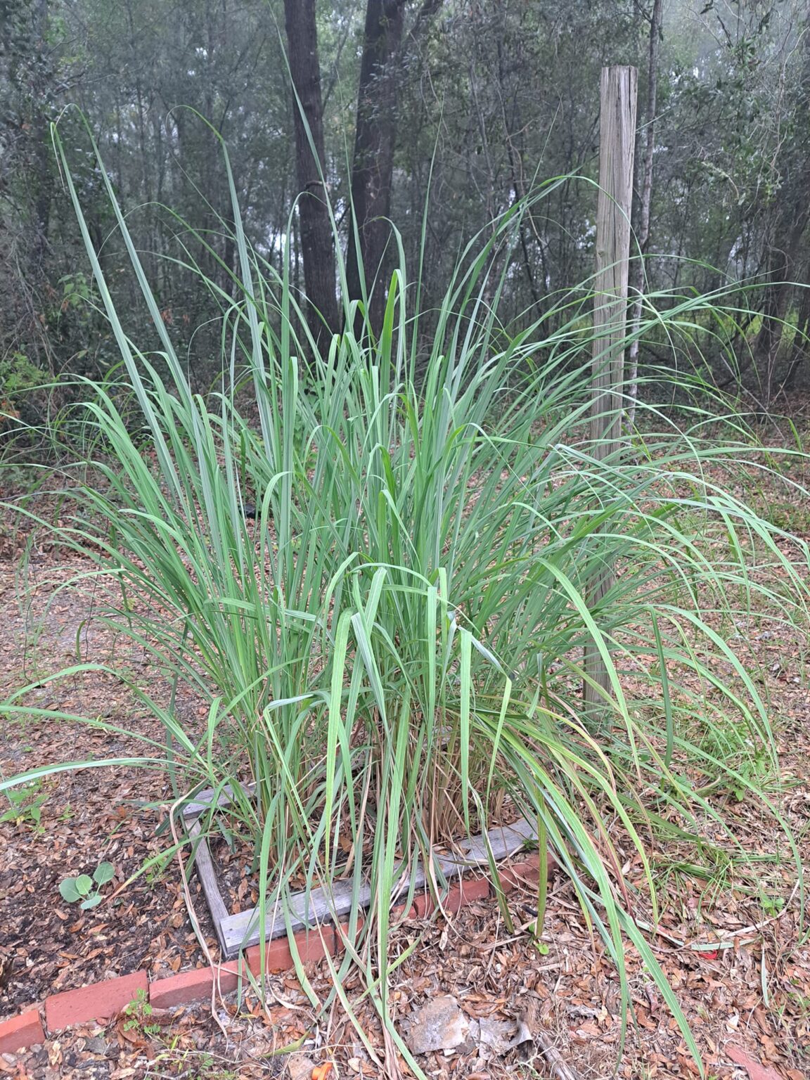 10 Fantastic Reasons to Grow Lemon Grass in Your Backyard Garden ...