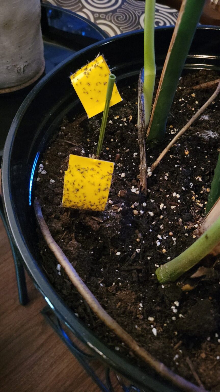 How To Get Rid Of Gnats In Plants: Eco-Friendly Ways to Eliminate Gnats ...