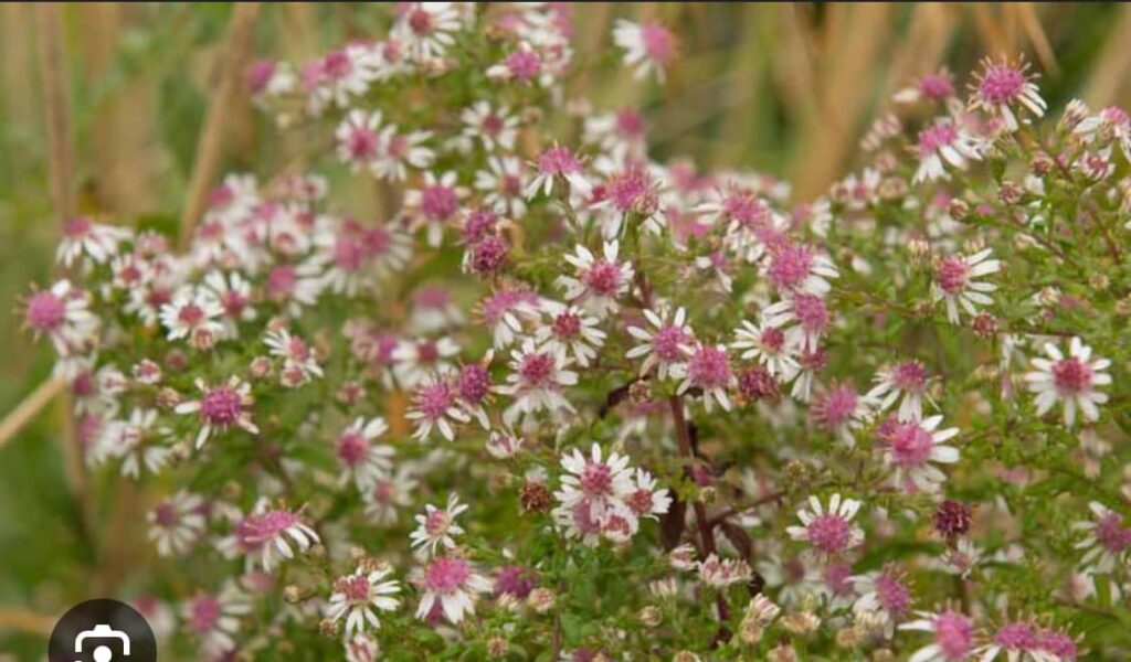 10 Best Aster Flowers for Stunning Fall Displays - Cultivating Green Spaces