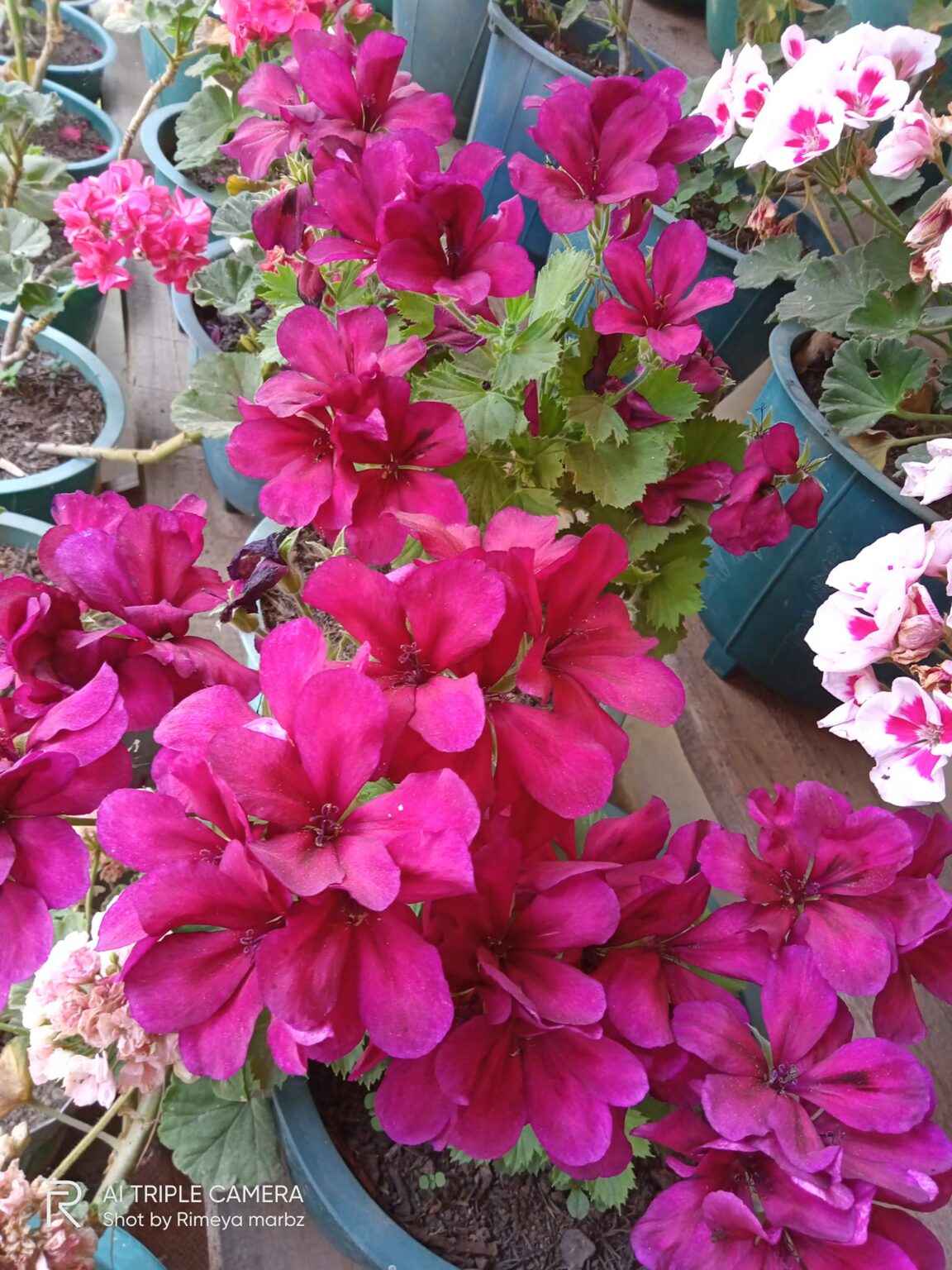 Why Your Geraniums Aren't Blooming (and How to Fix It!) - Cultivating ...