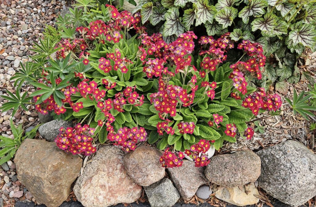 Primrose Flower Growing Guide: How To Plant, Grow, And Care For ...