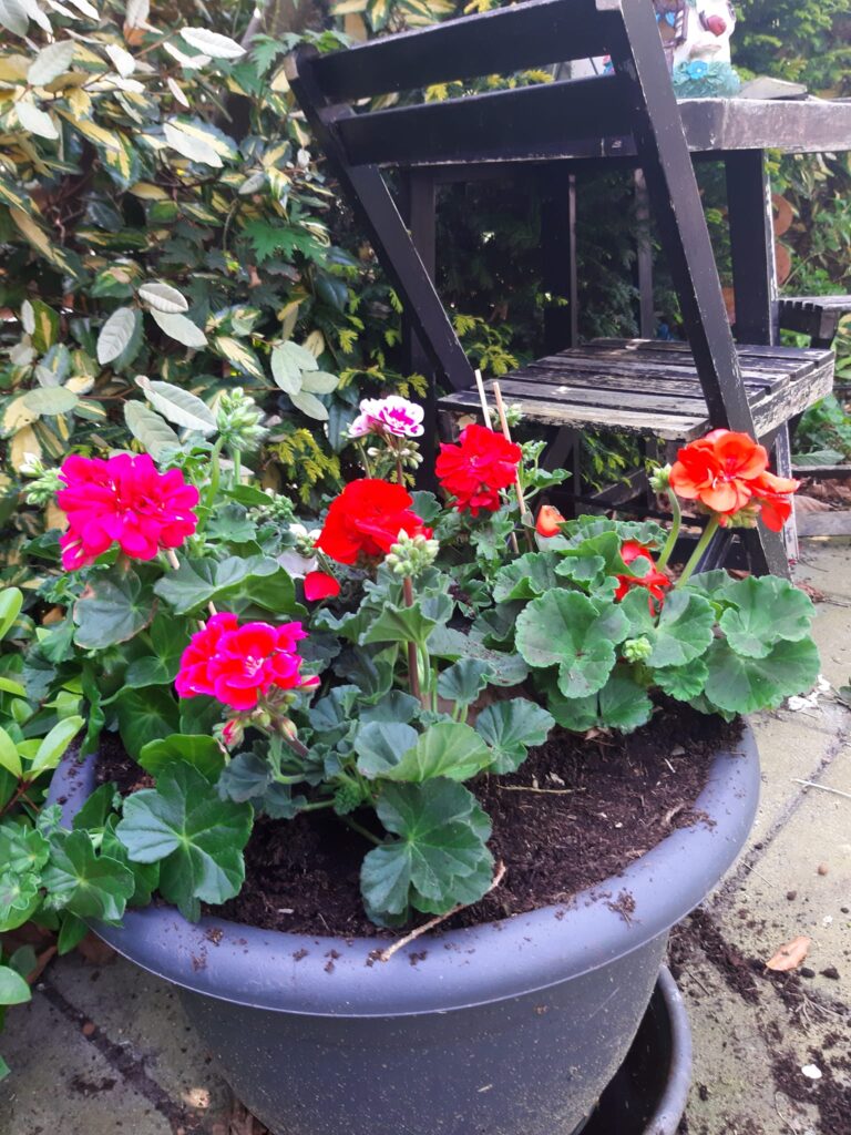 How To Keep Geraniums Blooming: Unlock the Secrets to Non-Stop Blooms ...