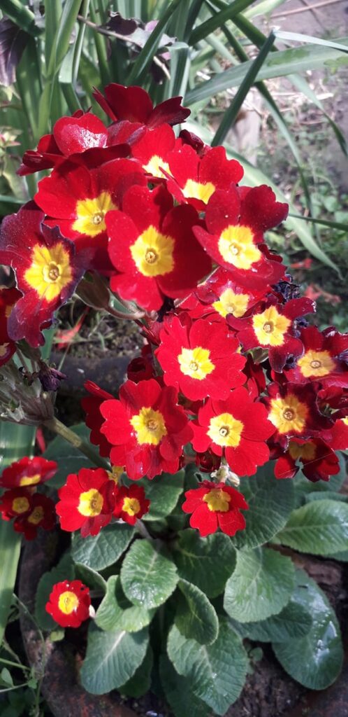 Primrose Flower Growing Guide: How To Plant, Grow, And Care For ...