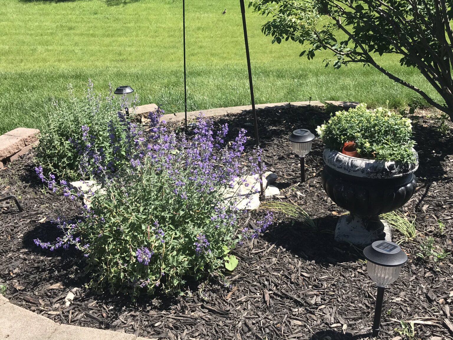 Growing And Caring For Catmint: Tips for a Feline-Friendly Garden ...