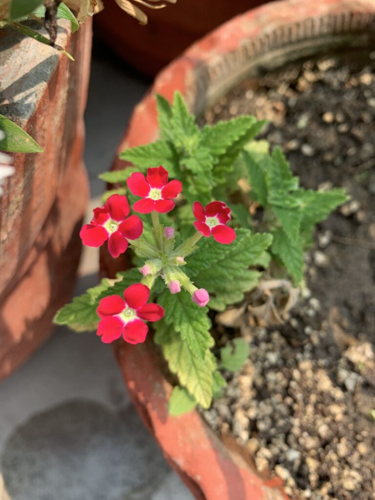 How to Grow and Care for Your Verbena Flowers: Master Non-Stop Blooms ...