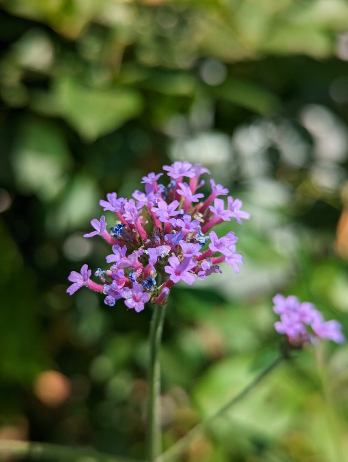 How to Grow and Care for Your Verbena Flowers: Master Non-Stop Blooms ...
