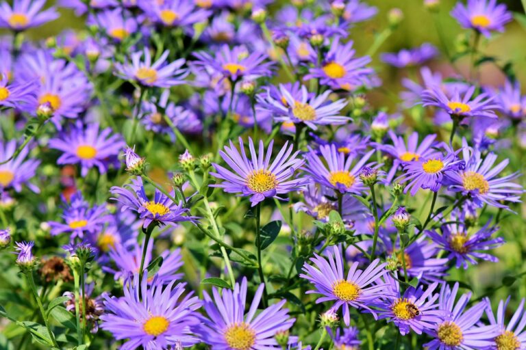 Growing Gorgeous Asters Made Easy: From Seed to Stunning Blooms ...