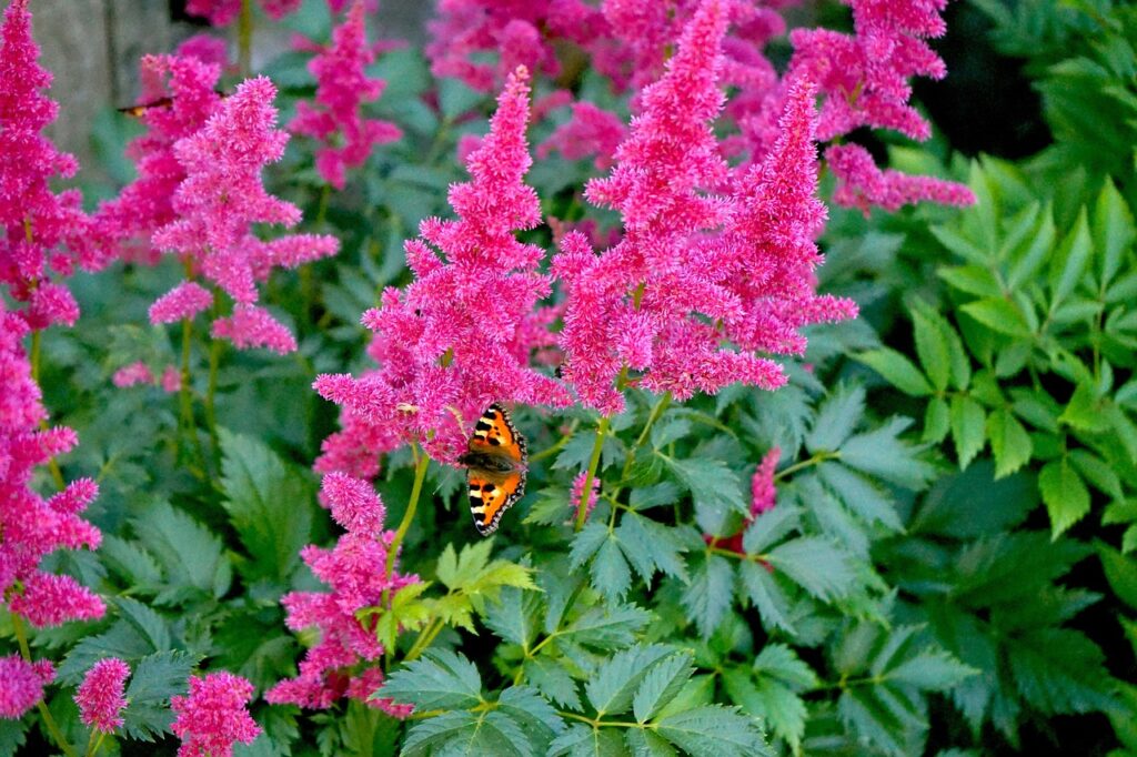 How to Grow and Care for Astilbes: A Complete Guide for Beginners ...