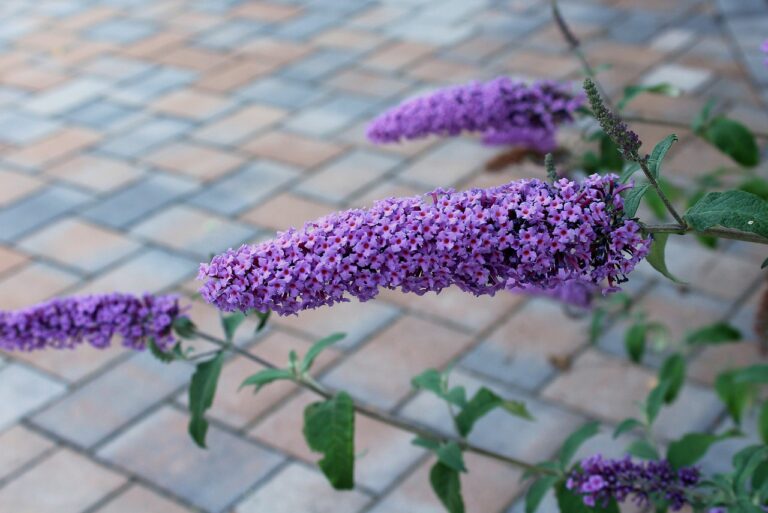 The Easy Guide to Growing And Caring For Butterfly Bushes - Cultivating ...