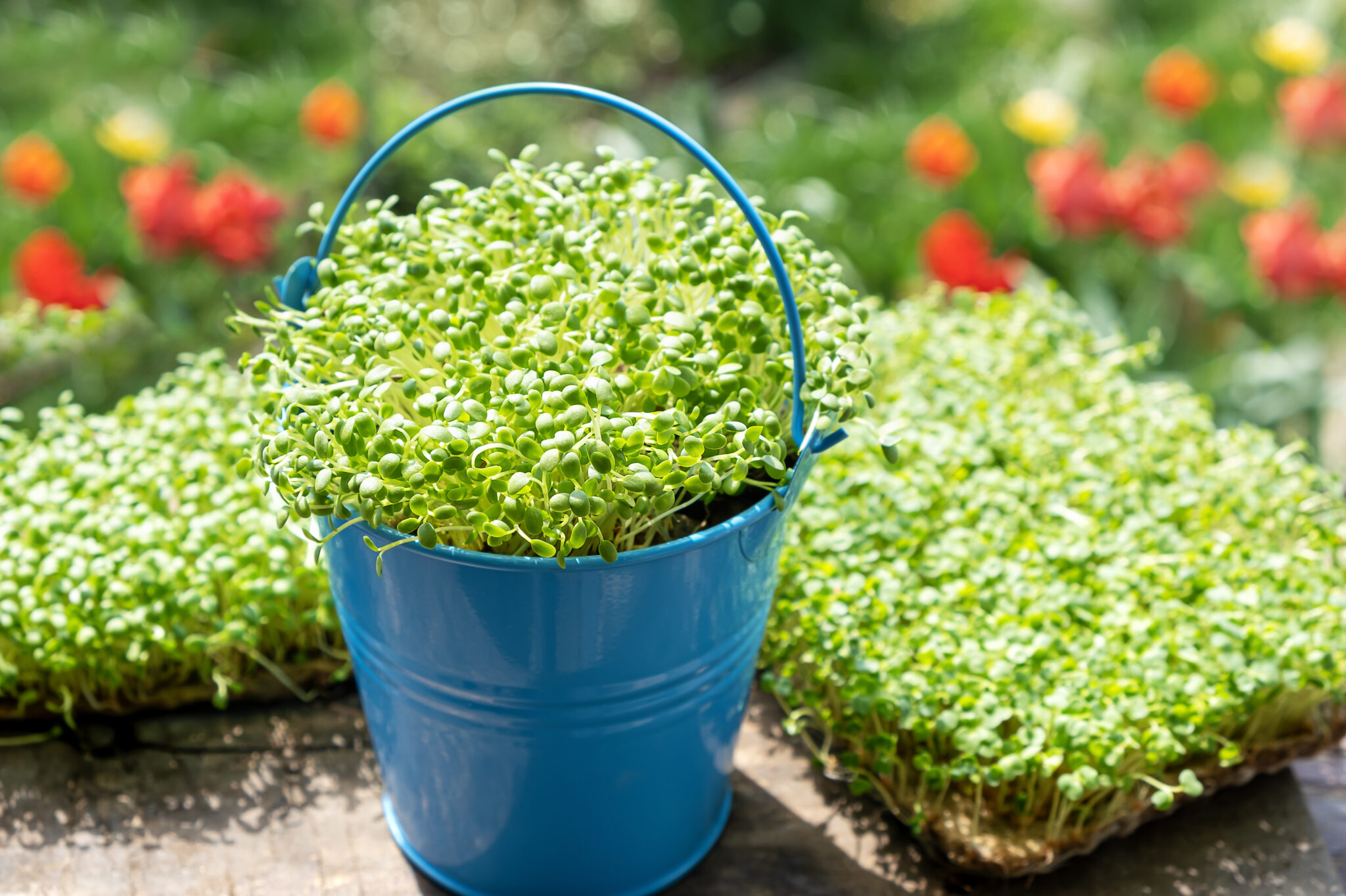 Growing Microgreens Indoors With Ease For Fresh Flavors - Cultivating ...