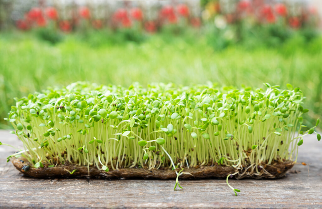 Growing Microgreens Indoors With Ease For Fresh Flavors - Cultivating ...