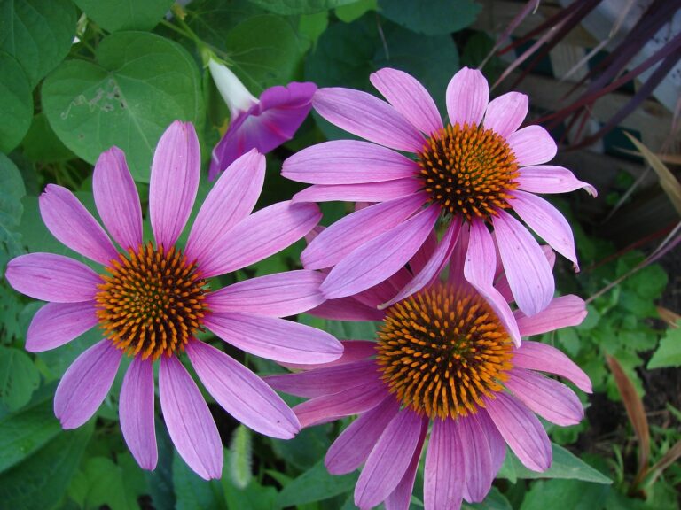 10 Best Coneflower Companion Plants: Top Picks for a Vibrant Garden ...