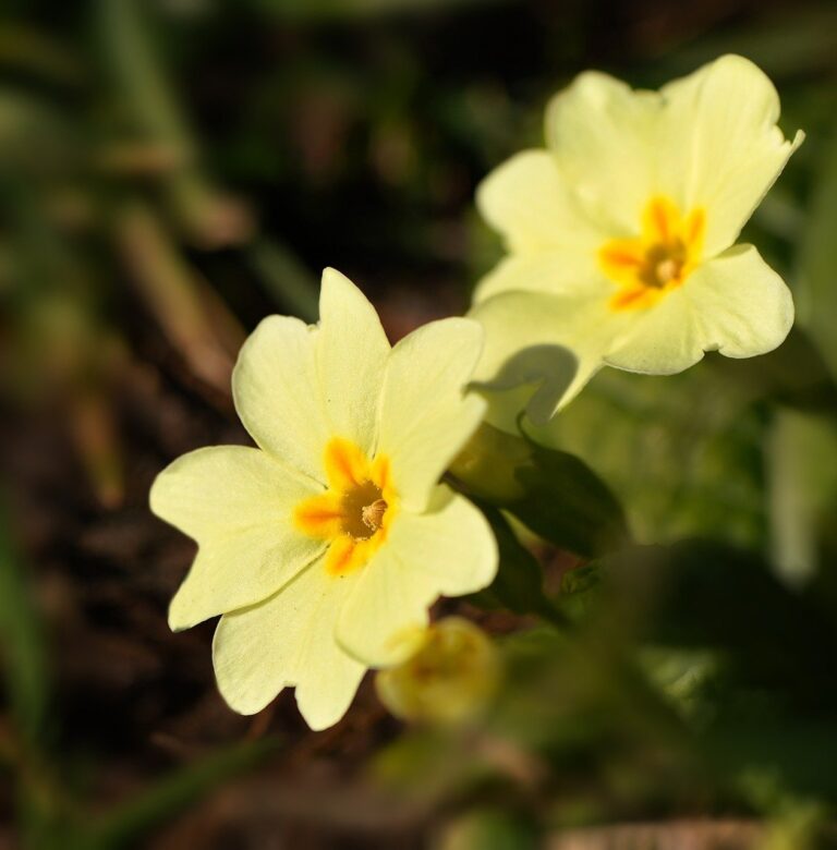Primrose Flower Growing Guide: How To Plant, Grow, And Care For ...