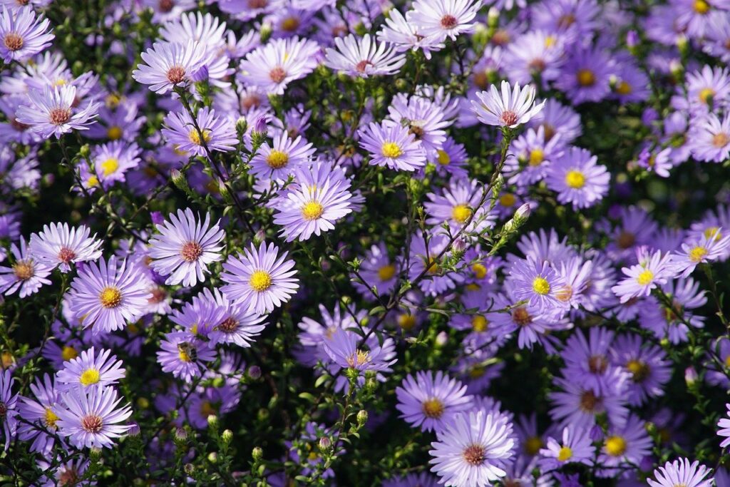 Growing Gorgeous Asters Made Easy: From Seed to Stunning Blooms ...