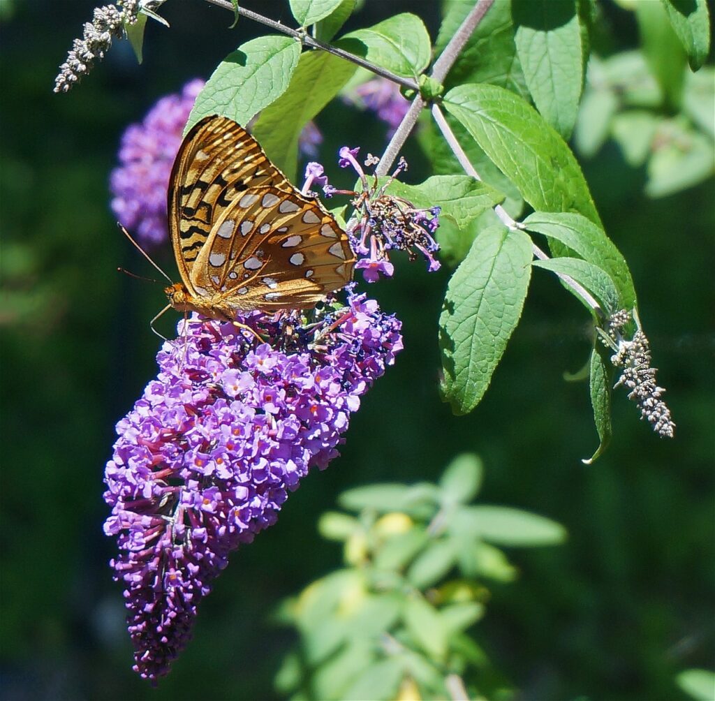 How To Prune Your Butterfly Bush for More Blooms, Less Flop ...