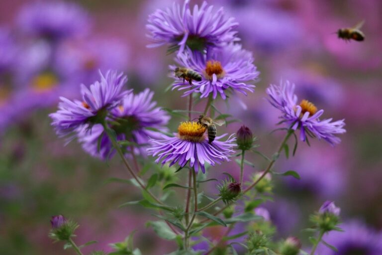 10 Best Aster Flowers for Stunning Fall Displays - Cultivating Green Spaces