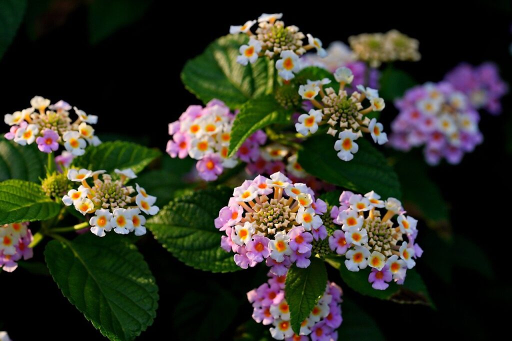Lantana Flowers In Pots: Caring Tips For Stunning Lantana Flower ...