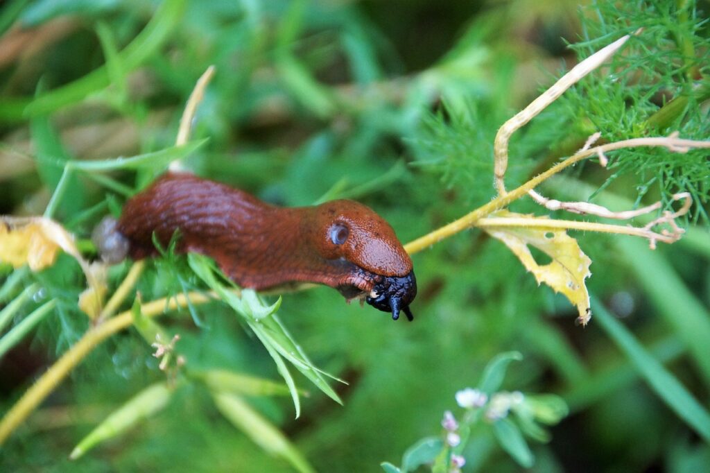 How to Get Rid of Slugs in Potted Plants: Fast & Effective Solutions ...