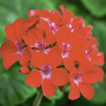 Geraniums Growing Guide: How To Plant, Grow, And Care For Geraniums ...