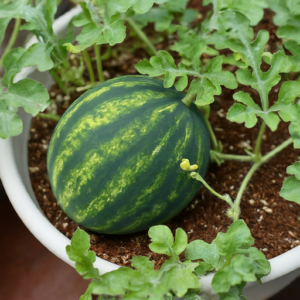 A Beginner's Guide to Growing Delicious Watermelon in Containers ...