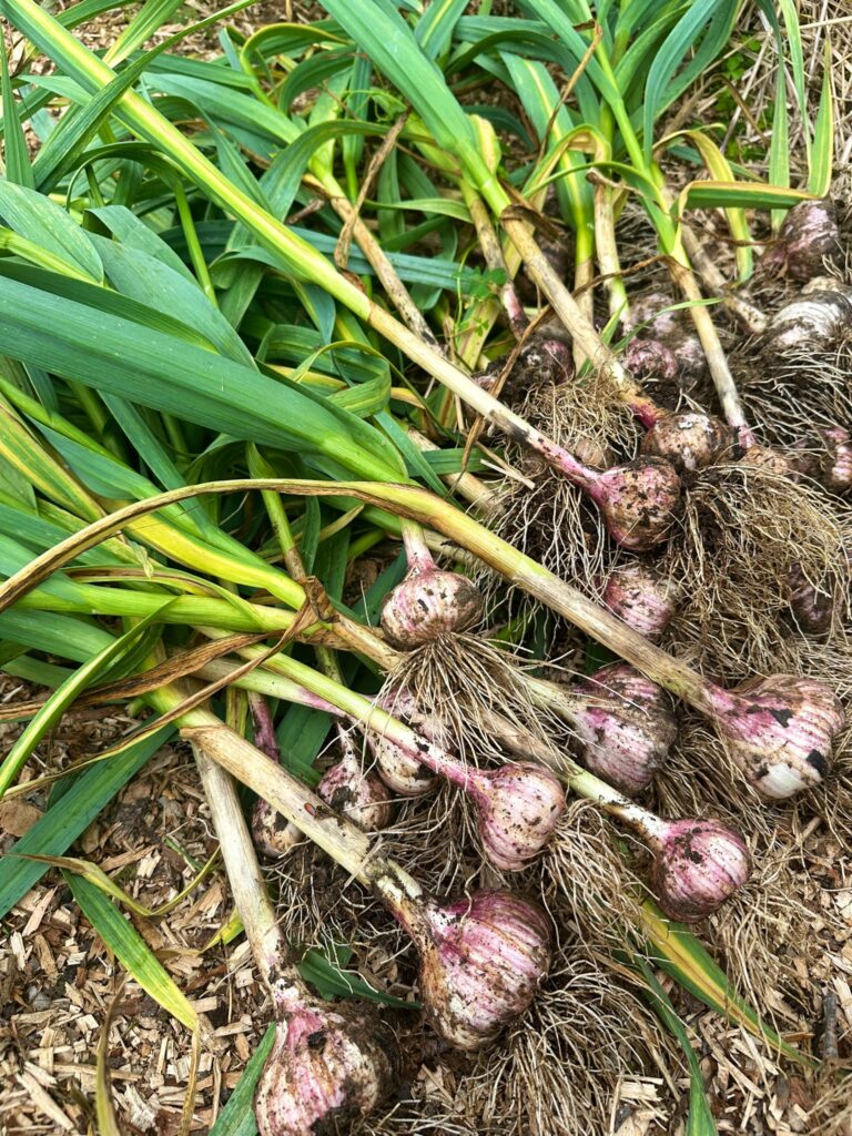 When and How to Harvest Garlic Before it's Too Late - Cultivating Green ...
