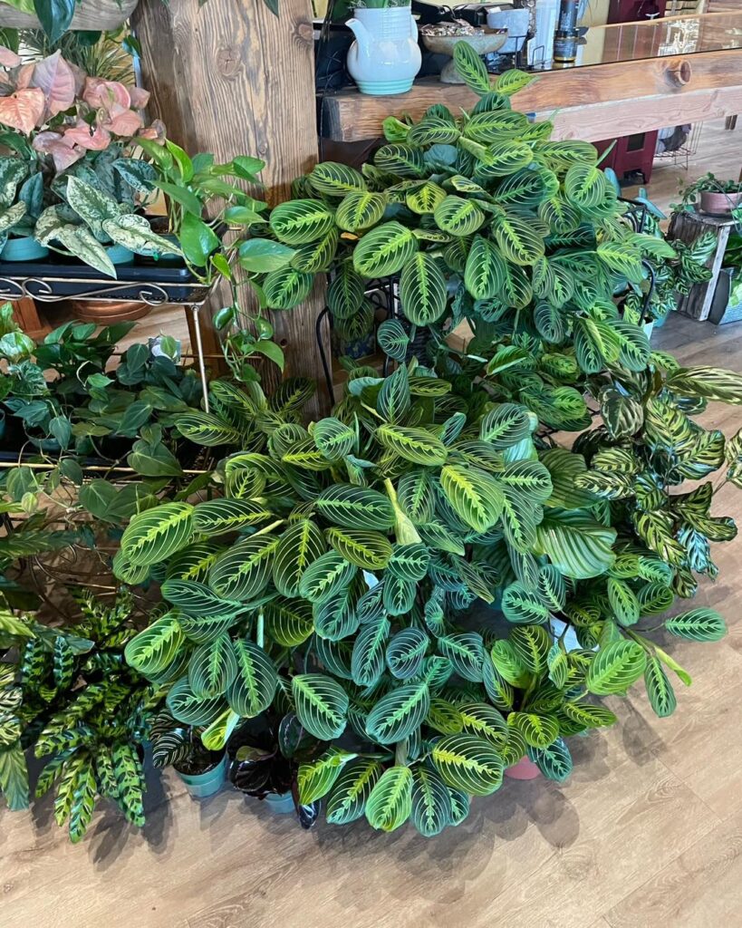 How to Grow & Care for a Prayer Plant: Your Step-by-Step Guide ...