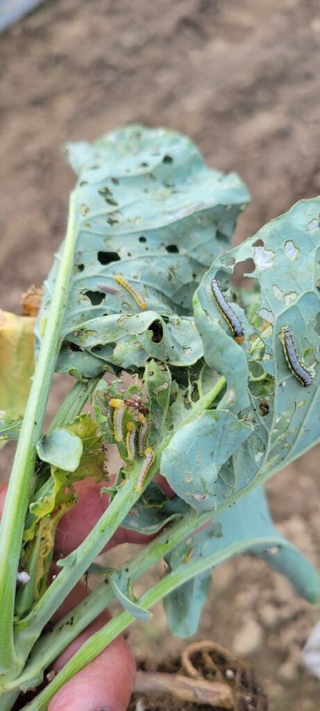 5 Natural Ways to Get Rid Of Cabbage Worms - Cultivating Green Spaces