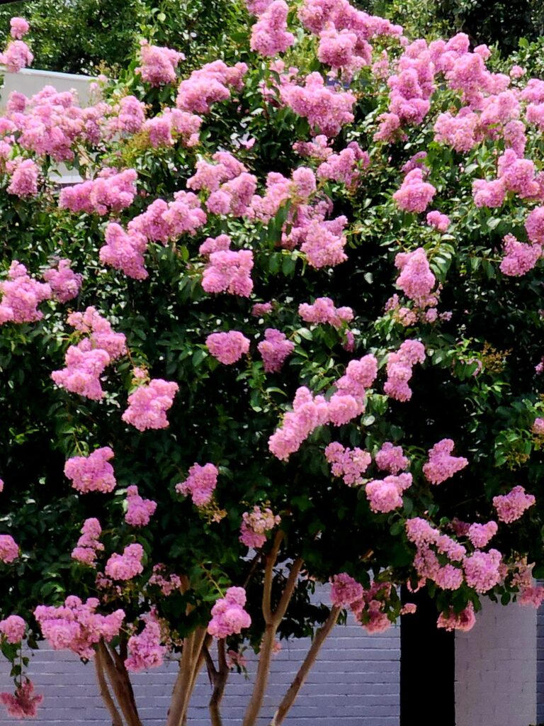 Crepe Myrtle Care Guide for a Blooming Success - Cultivating Green Spaces