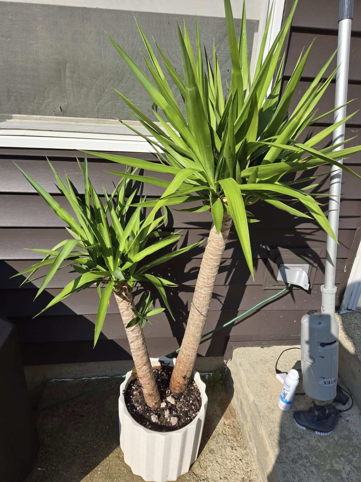 Growing Yucca Plant: A Beginner's Guide To Planting, Growing & Caring ...