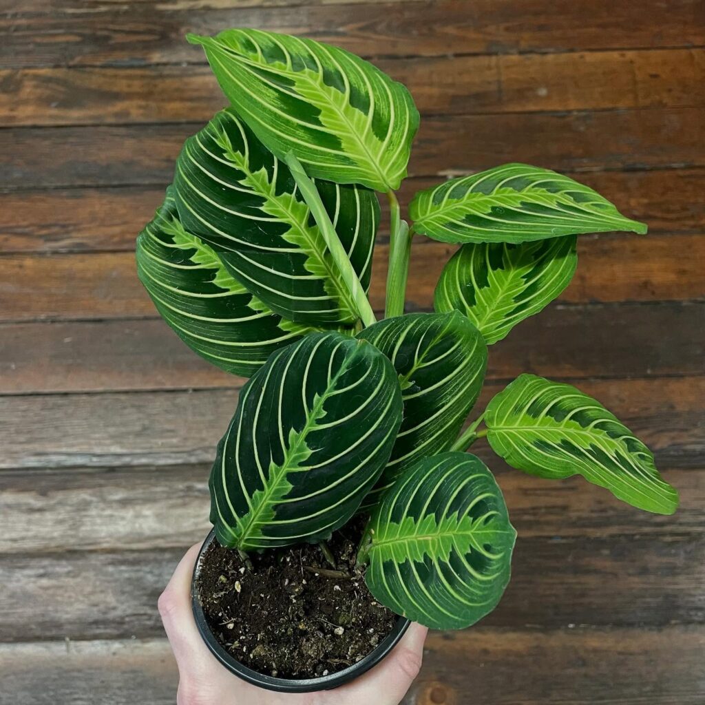 How to Grow & Care for a Prayer Plant: Your Step-by-Step Guide ...