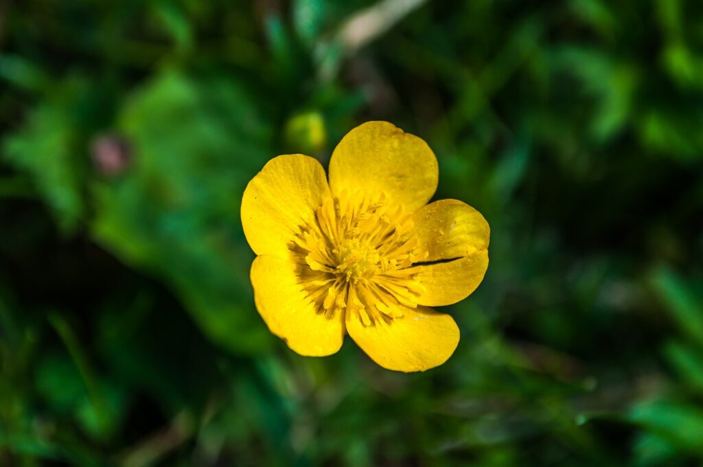 Buttercup Growing Guide For Vibrant Blooms - Cultivating Green Spaces