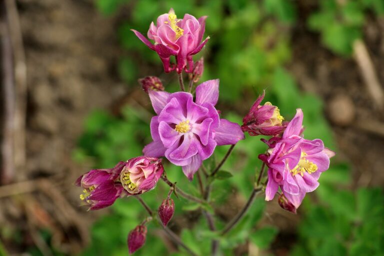 Grow Stunning Columbines with These Easy Tips - Cultivating Green Spaces