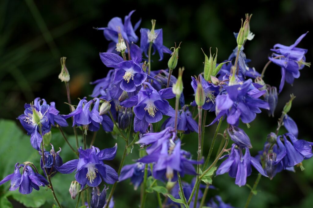 Grow Stunning Columbines with These Easy Tips - Cultivating Green Spaces