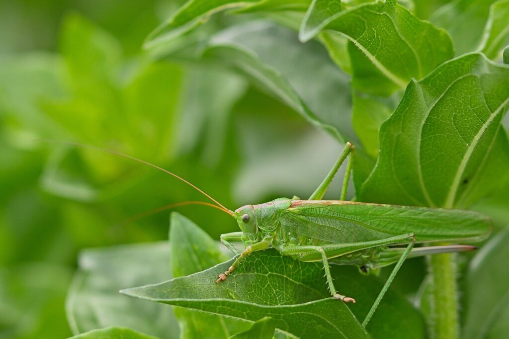 5 Natural Ways To Get Rid Of Grasshopper In The Garden - Cultivating ...