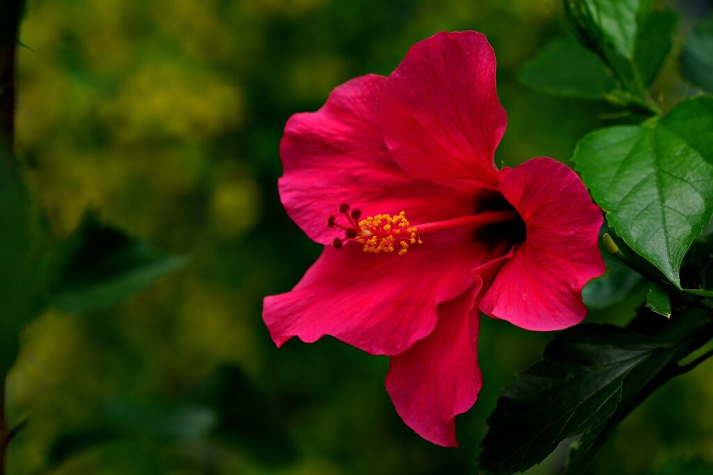 How To Grow And Care For Hibiscus Flowers: Easy Guide For Beginners ...