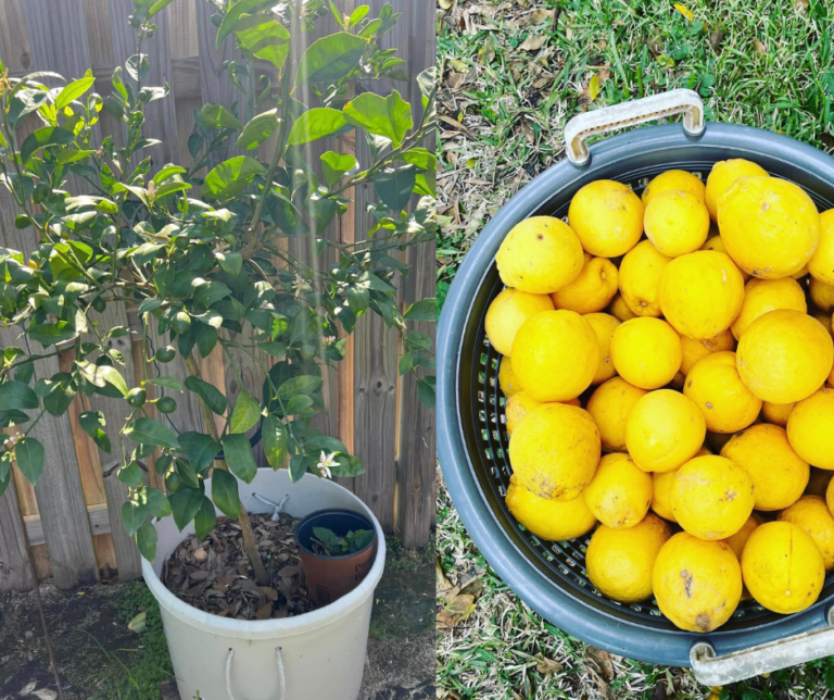 Easy Guide to Growing a Lemon Tree in a Pot At Home - Cultivating Green ...