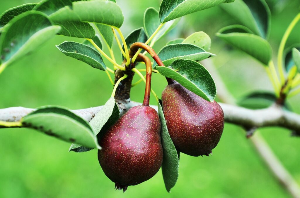 15 Delicious Dwarf Fruit Trees Perfect for Your Backyards - Cultivating ...