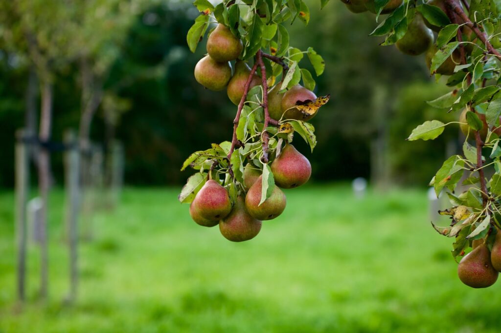 15 Low-Maintenance Fruit Trees for Busy Gardeners - Cultivating Green ...