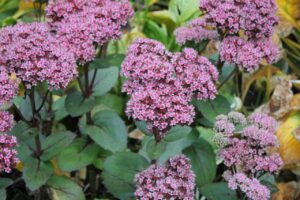 Easy Guide to Growing Gorgeous Sedum: From Stonecrop to Show-Stopping Succulent - Cultivating ...