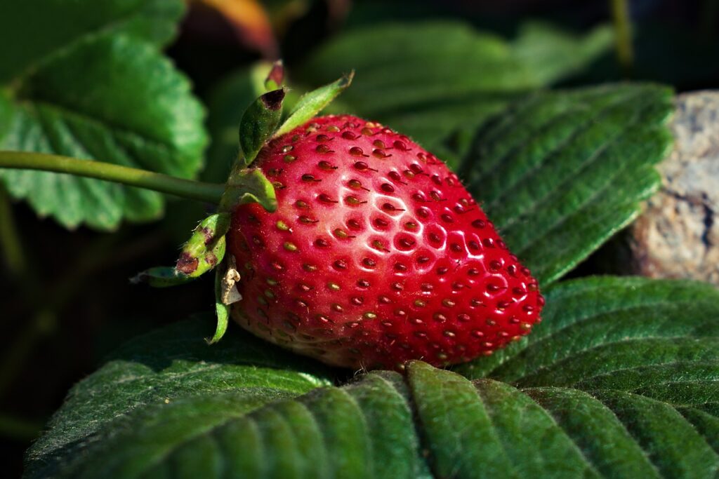 9 Best Fruits to Plant in Fall For Delicious Harvest - Cultivating ...