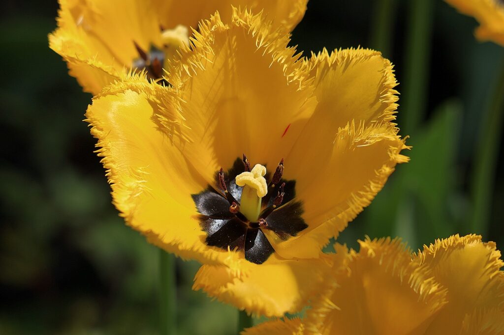 15 Best Bulbs to Plant This Fall for a Gorgeous Spring Garden ...
