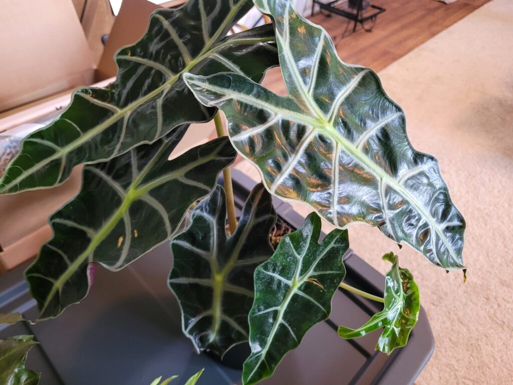 How to Grow and Care for Alocasia Plants: A Beginner's Guide ...