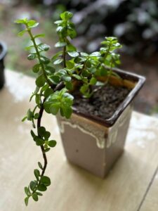 How To Care For Jade Plant During Winter - Cultivating Green Spaces