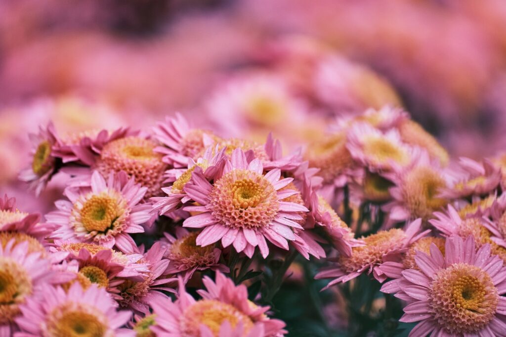 6 Fall Border Plants For A Beautiful Autumn Garden - Cultivating Green ...