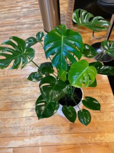 How To Grow And Care For Monstera Plant: Tips For Lush, Leafy Growth ...