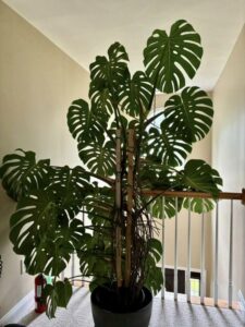 How To Grow And Care For Monstera Plant: Tips For Lush, Leafy Growth ...